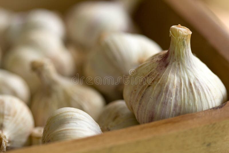 Group of garlic in a box stock image. Image of object - 10646993