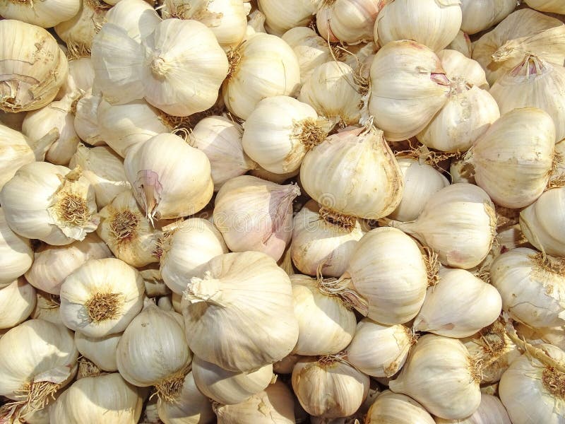 Group of Garlic Bulbs from Maramures, Romania Stock Photo - Image of ...