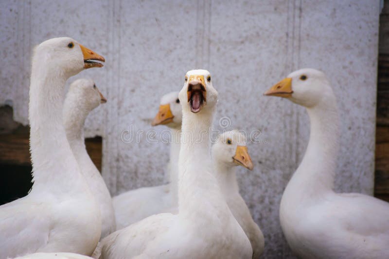 Group of Geese in the Barnyard Stock Photo - Image of domestic ...