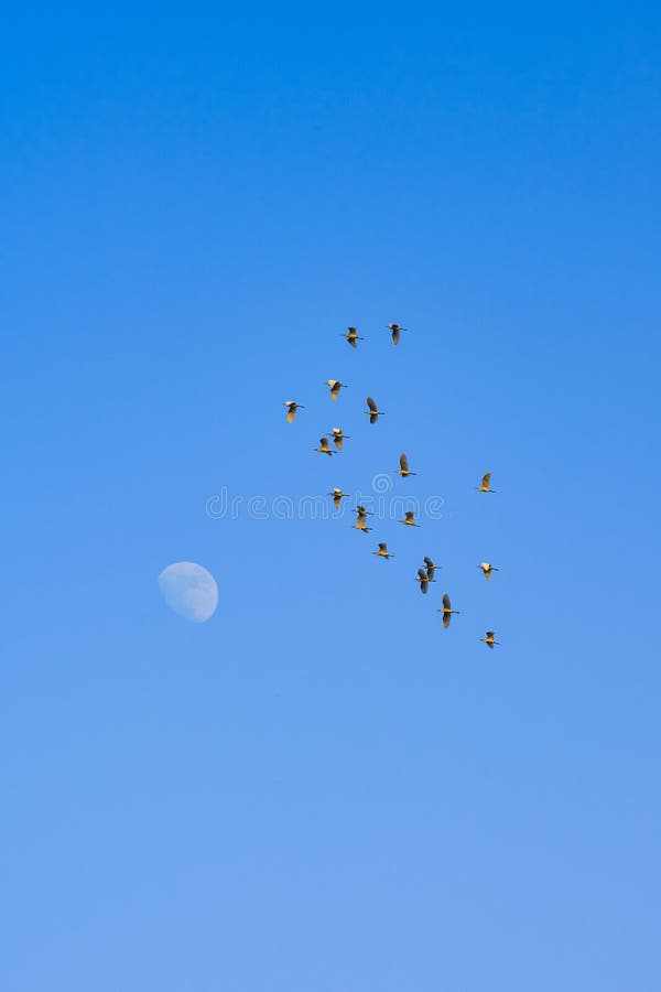 A Group of Geese Flying Over the Moon in the Blue Sky Stock Image ...