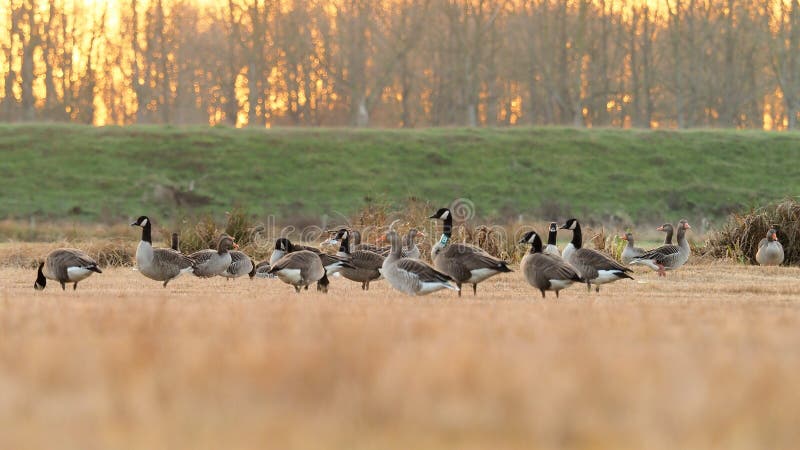 Group of geese stock image. Image of goose, field, beauty - 134682851