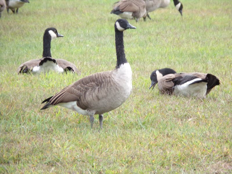 A Group of Geese Hanging Out Stock Photo - Image of fowl, shorebird ...