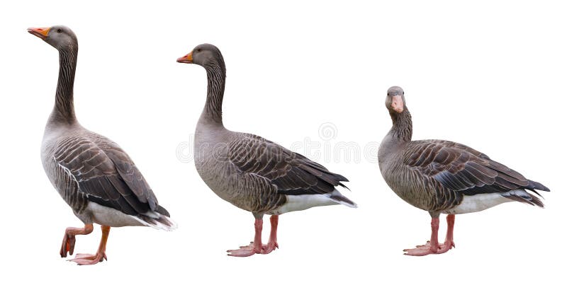 A Group of Geese Isolated on a White Background Stock Image - Image of ...
