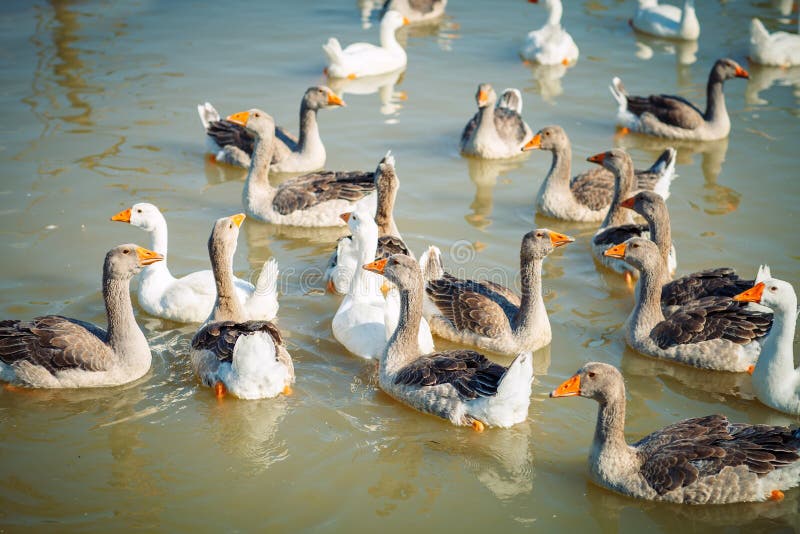 A Group of Geese on the Poultry Farm. Stock Image - Image of spring ...