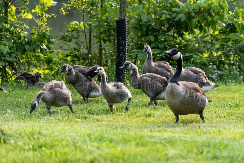 Group of Geese Walking on the Green Grass Stock Photo - Image of nature ...