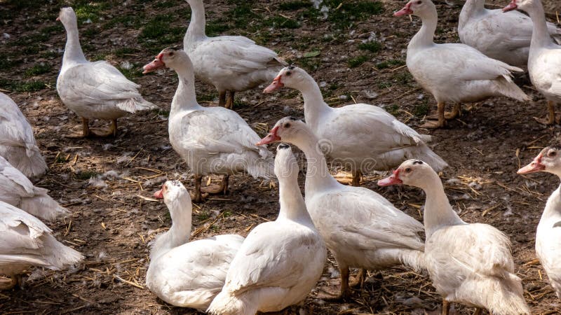 Group of Geese Walking on the Ground on a Sunny Day Stock Photo - Image ...
