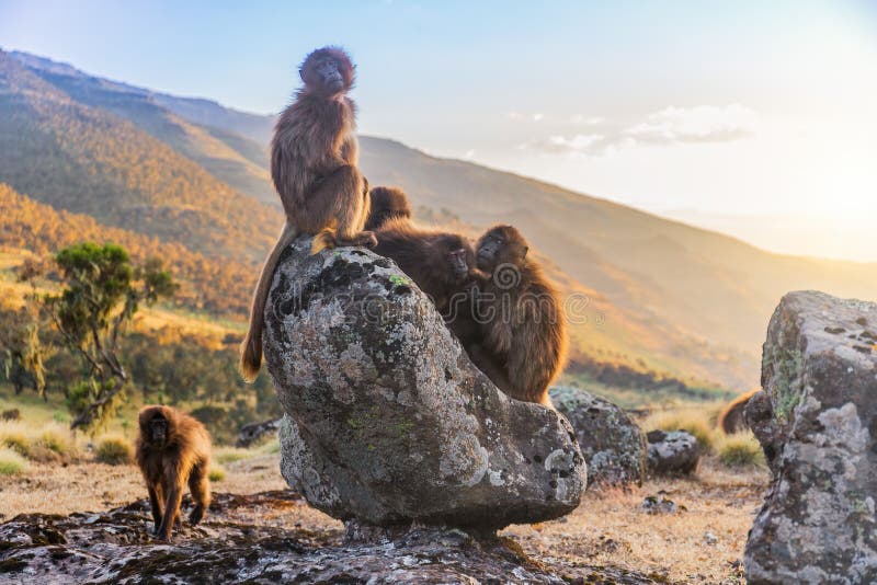 Group of Gelada Baboons at Sunset in Ethiopia Stock Photo - Image of ...