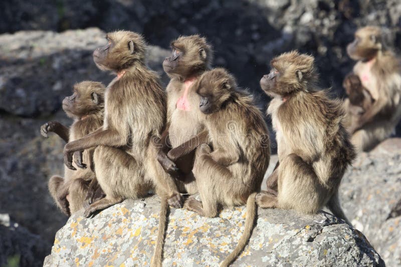 Group of Gelada Baboons, Theropithecus Gelada, on a Rock Stock Image ...