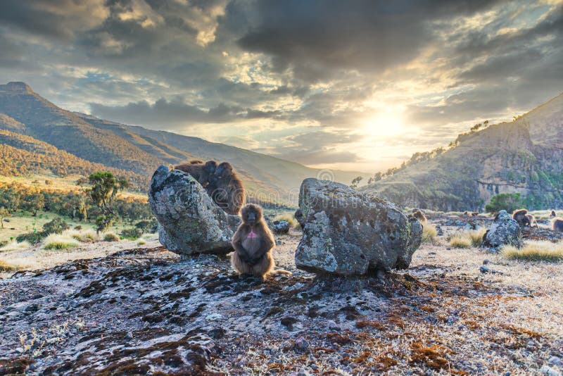 Group of Gelada Monkey at Sunset - Simien Mountains, Ethiopia Stock ...