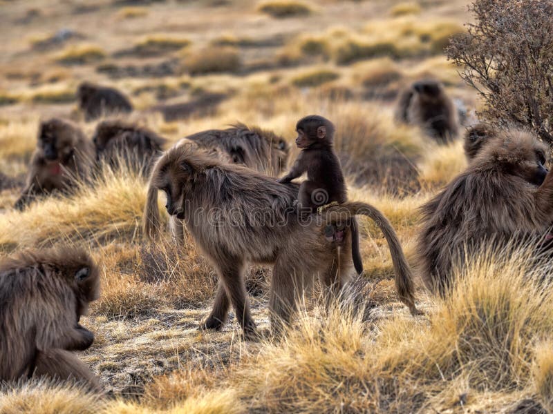 Gelada Group, Theropithecus Gelada, Feeds in the Simien Mountains ...