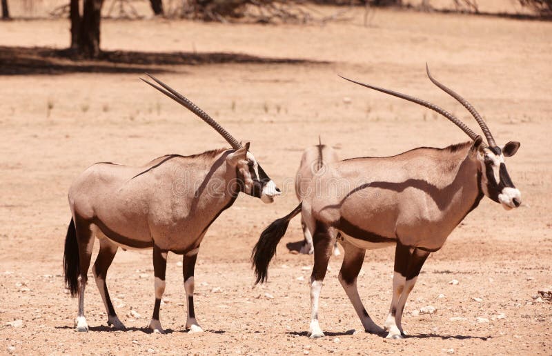 Gemsbok (Oryx gazella) stock image. Image of animal, mammals - 17620445