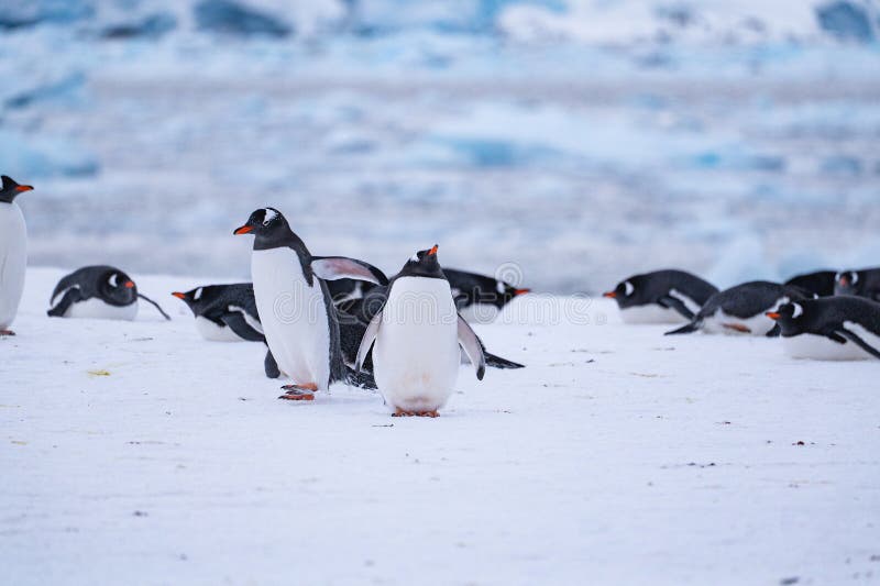 Group of Gentoo Penguins on the Snow in Antarctica. South Pole Stock ...