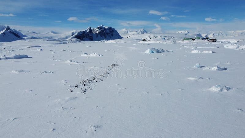 Group of Gentoo Penguins Walking in the Row. Track on the Snow Stock ...
