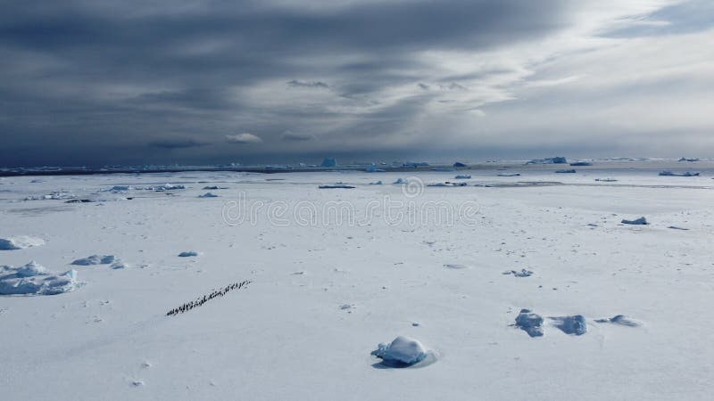Group of Gentoo Penguins Walking in the Row. Track on the Snow Stock ...