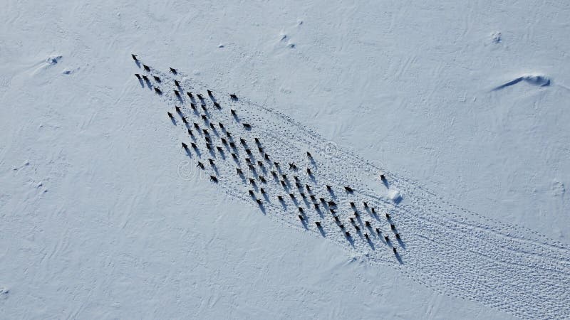 Group of Gentoo Penguins Walking in the Row. Track on the Snow Stock ...