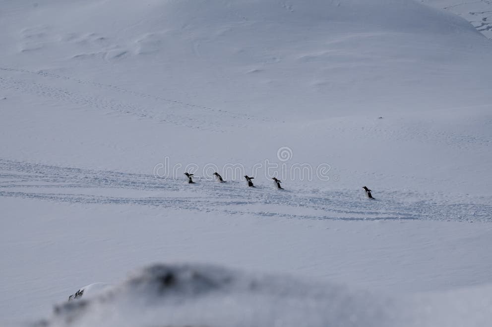 Group of Gentoo Penguins Walking in the Row. Track on the Snow Stock ...