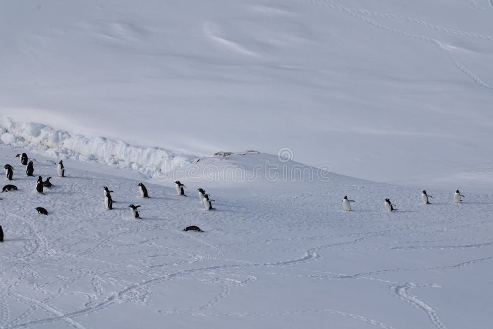 Group of Gentoo Penguins Walking in the Row. Track on the Snow Stock ...