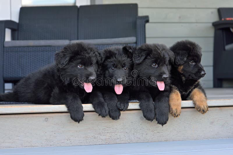 Group of German Shepherd Puppies Stock Photo - Image of closeup, friend ...