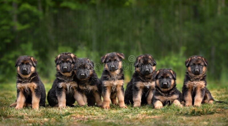 Group of German Shepherd Puppies Sitting Outdoors in Summer Stock Photo ...