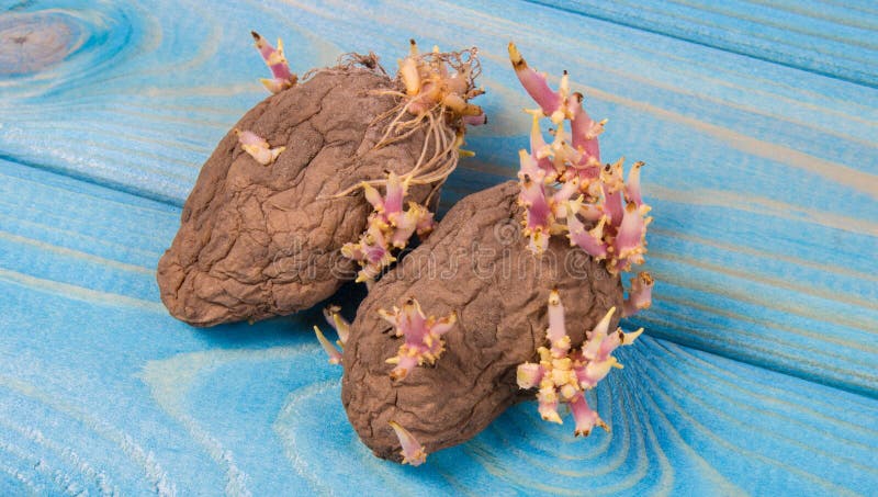 Rotten Old Sprouting Potatoes On A Blue Background. Stock Image - Image ...