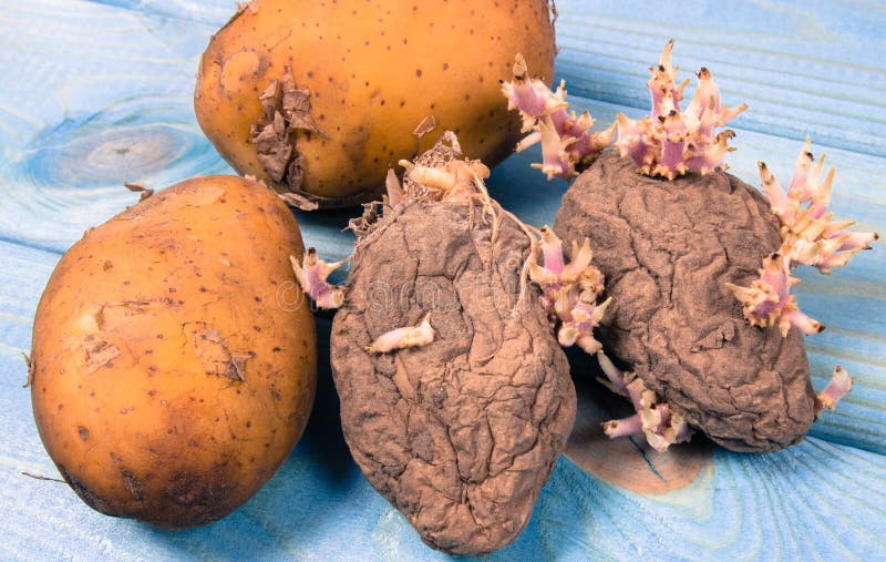 Eating Rotten Potatoes