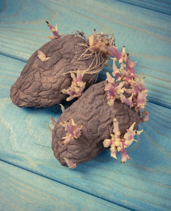 433 Rotten Potatoes Photos - Free & Royalty-Free Stock Photos from ...