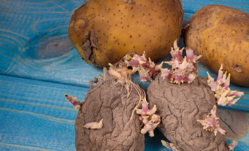 433 Rotten Potatoes Photos - Free & Royalty-Free Stock Photos from ...