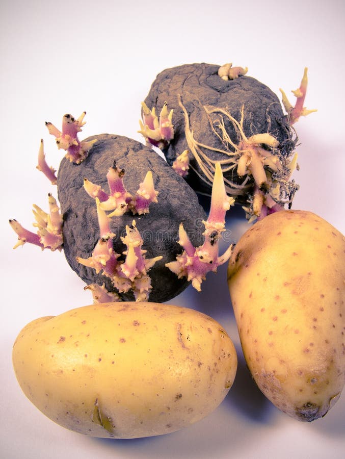 433 Rotten Potatoes Photos - Free & Royalty-Free Stock Photos from ...