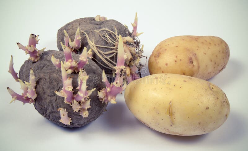 433 Rotten Potatoes Photos - Free & Royalty-Free Stock Photos from ...