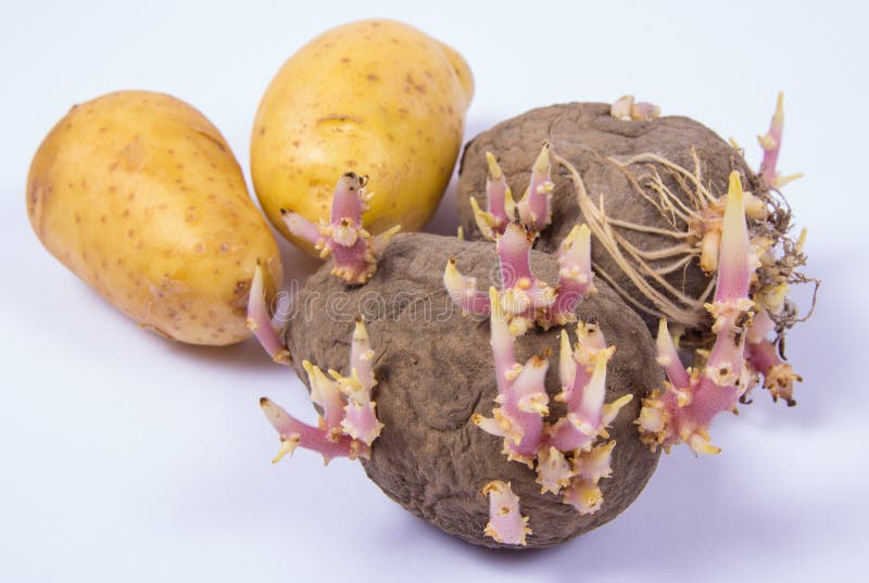 Rotten Old Sprouting Potatoes on a Light Background. Stock Photo ...