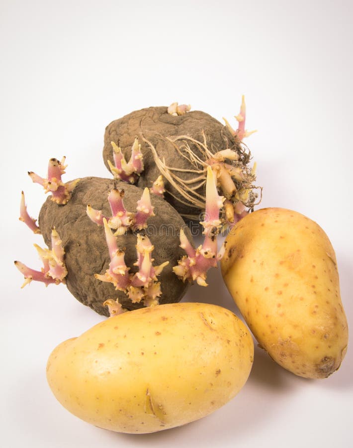 433 Rotten Potatoes Photos - Free & Royalty-Free Stock Photos from ...