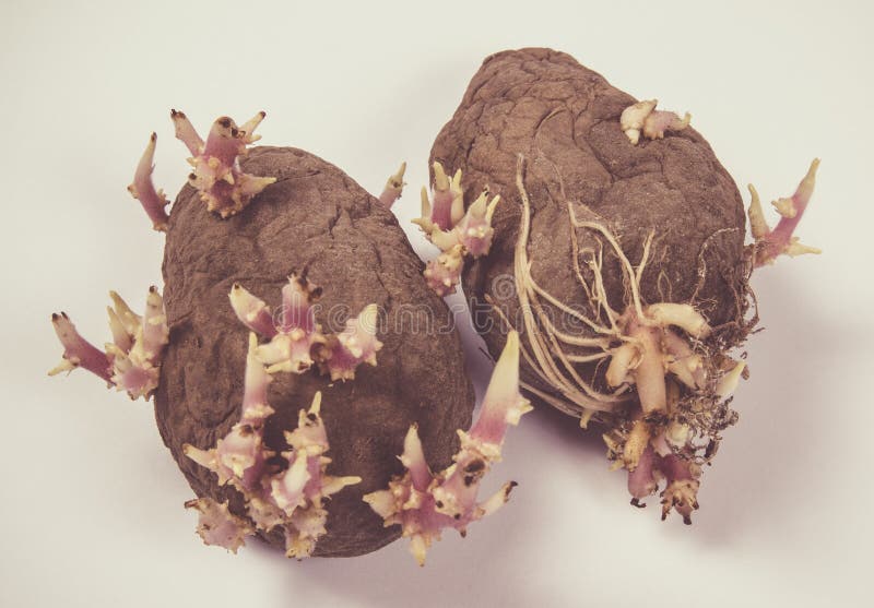 Rotten Old Sprouting Potatoes on a Blue Background. Stock Image - Image ...