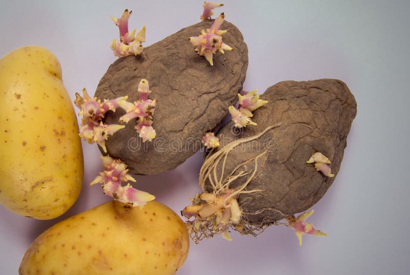 433 Rotten Potatoes Photos - Free & Royalty-Free Stock Photos from ...