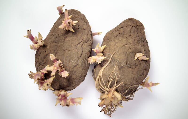 433 Rotten Potatoes Photos - Free & Royalty-Free Stock Photos from ...