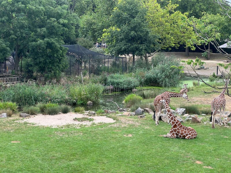 Group of Beautiful Giant Giraffes in Zoo Enclosure Stock Image - Image ...