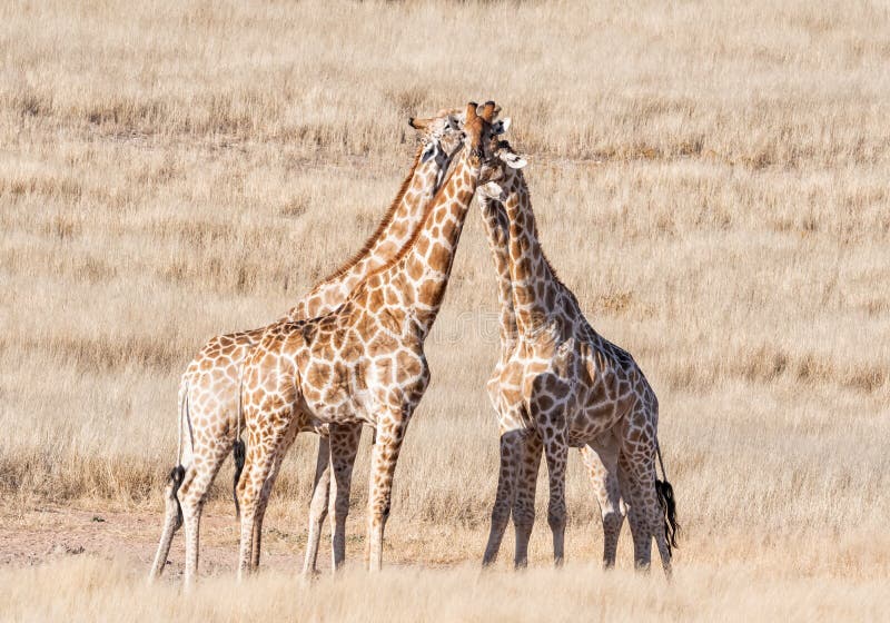 Giraffe Group stock image. Image of animals, dromedary - 227494283
