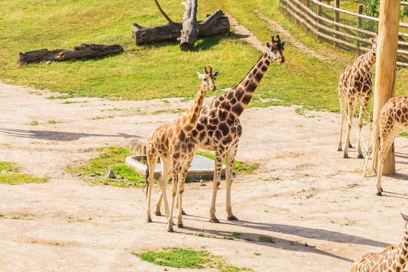 Group of Giraffes Walks in the Park Stock Image - Image of brown ...