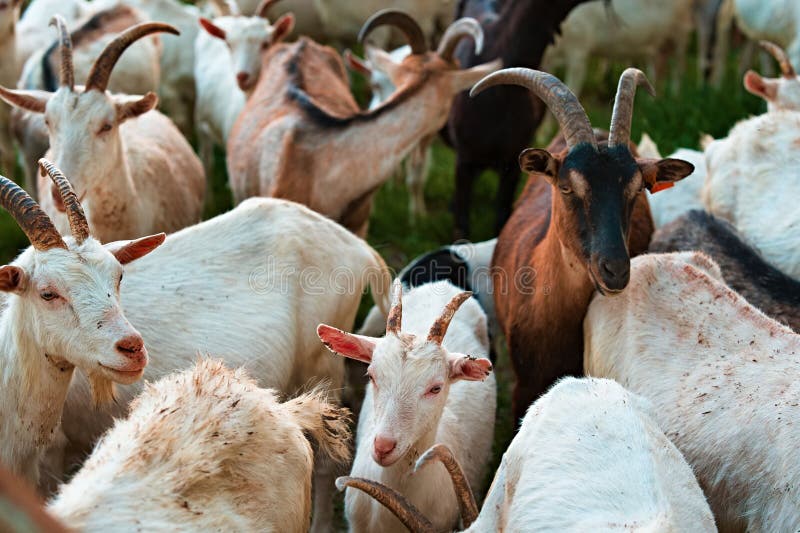 Group of Goats, All with Large and Distinctive Horns, are Standing Side ...