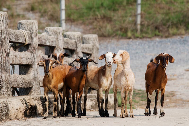 Group of goats stock image. Image of look, cute, mammal - 78867285