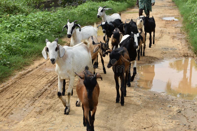 Group of Goats on Dirt Road Stock Image - Image of wild, group: 207271661