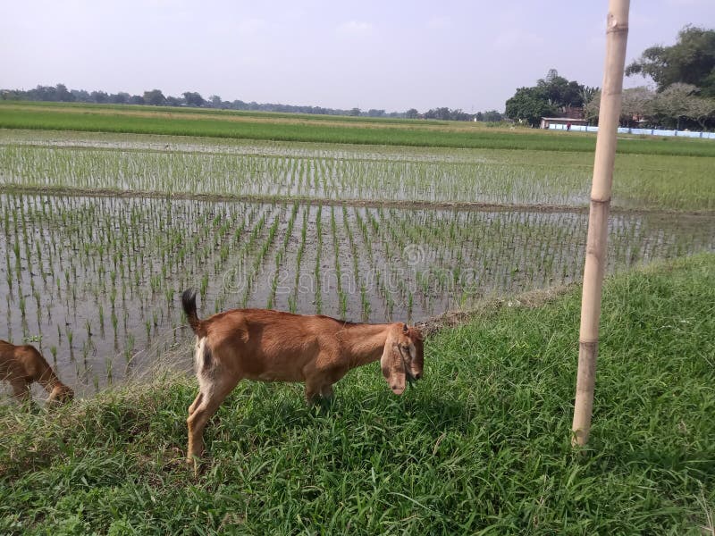 A Group of Goats Eating Grass on the Side of the Road and Rice Fields ...