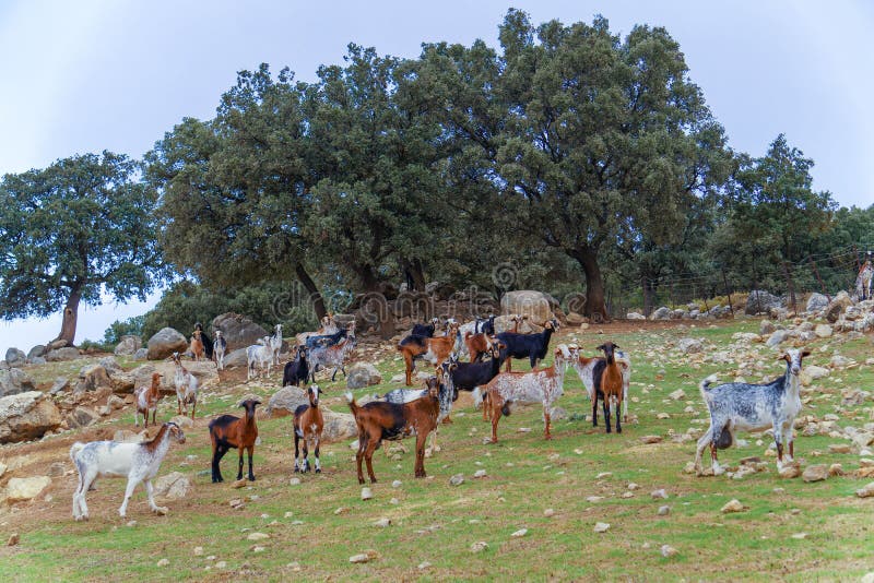 Group of Goats in the Field Looking at the Camera Stock Photo - Image ...