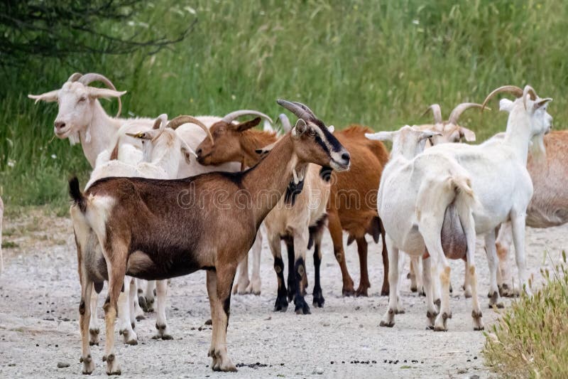 A Group of Goats Grazing in the Field Stock Photo - Image of flock ...