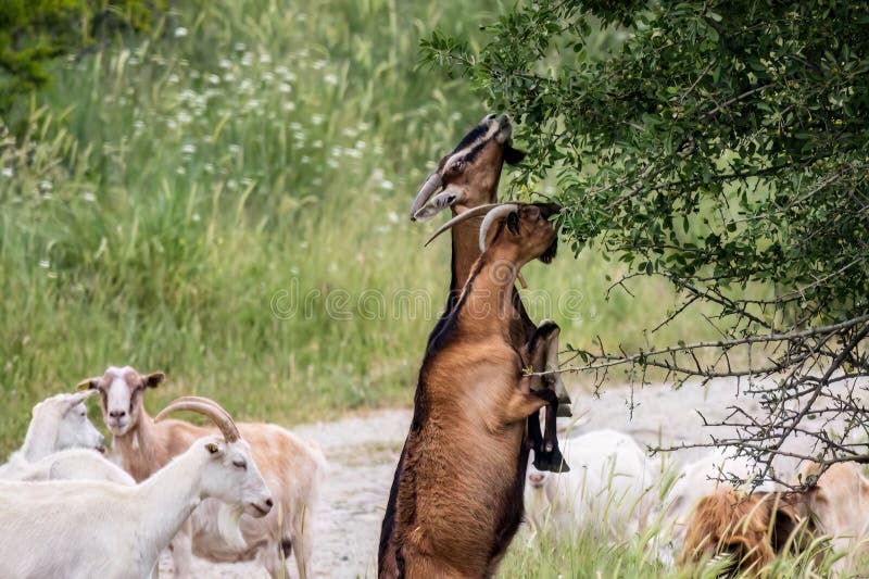 A Group of Goats Grazing in the Field Stock Image - Image of breed ...