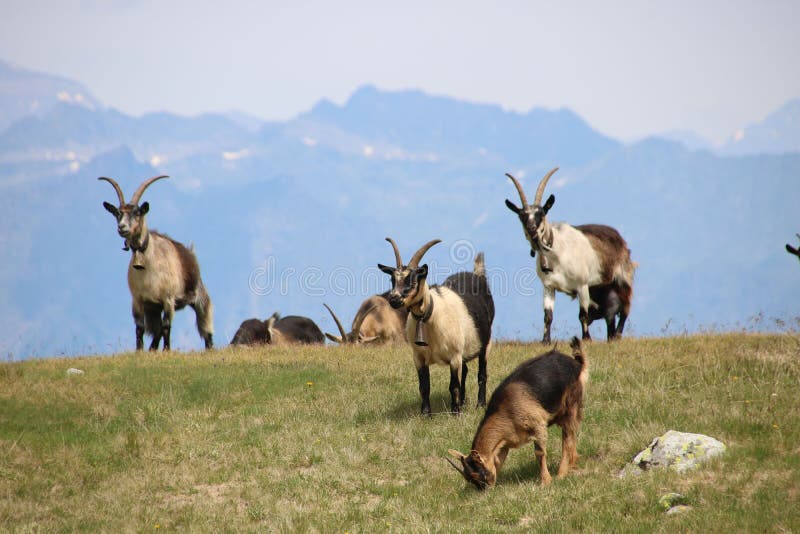 Group of Goats Grazing in the Mountains Stock Image - Image of ...