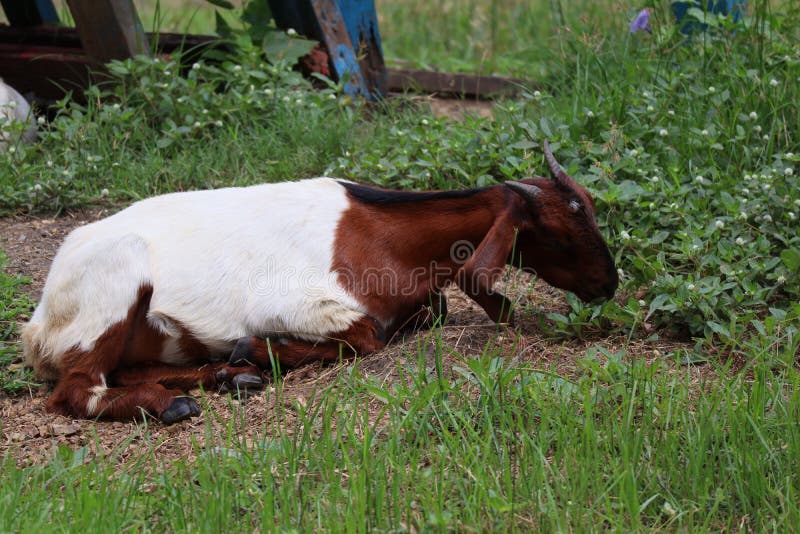 Goats in a Healthy, Fat and Dense Fur Breeding Cage Suitable for Eid Al ...