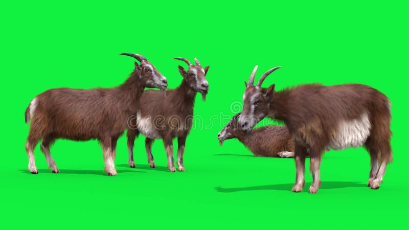 Group of Goats Real Fur Green Screen Graze Animals 3D Rendering ...
