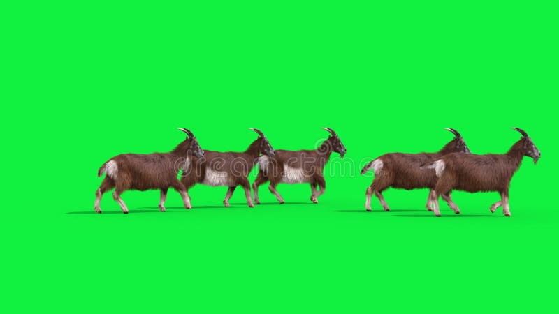 Group of Goats Real Fur Green Screen Walks Side Animals 3D Rendering ...