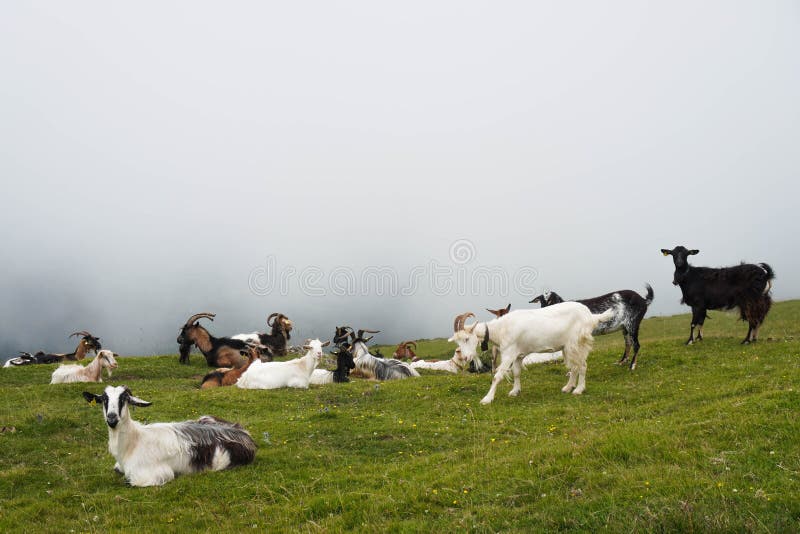 Group of Goats Relaxing on the Mountain Stock Photo - Image of grass ...