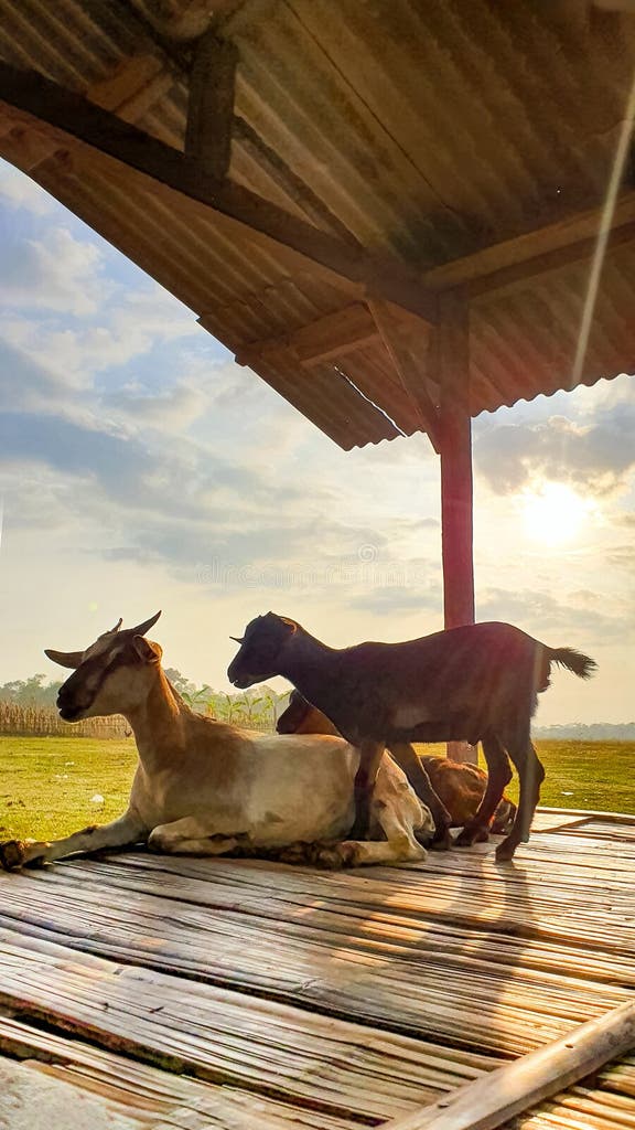 A Group of Goats in a Rice Field. Beautiful View of Rice Fields in the ...